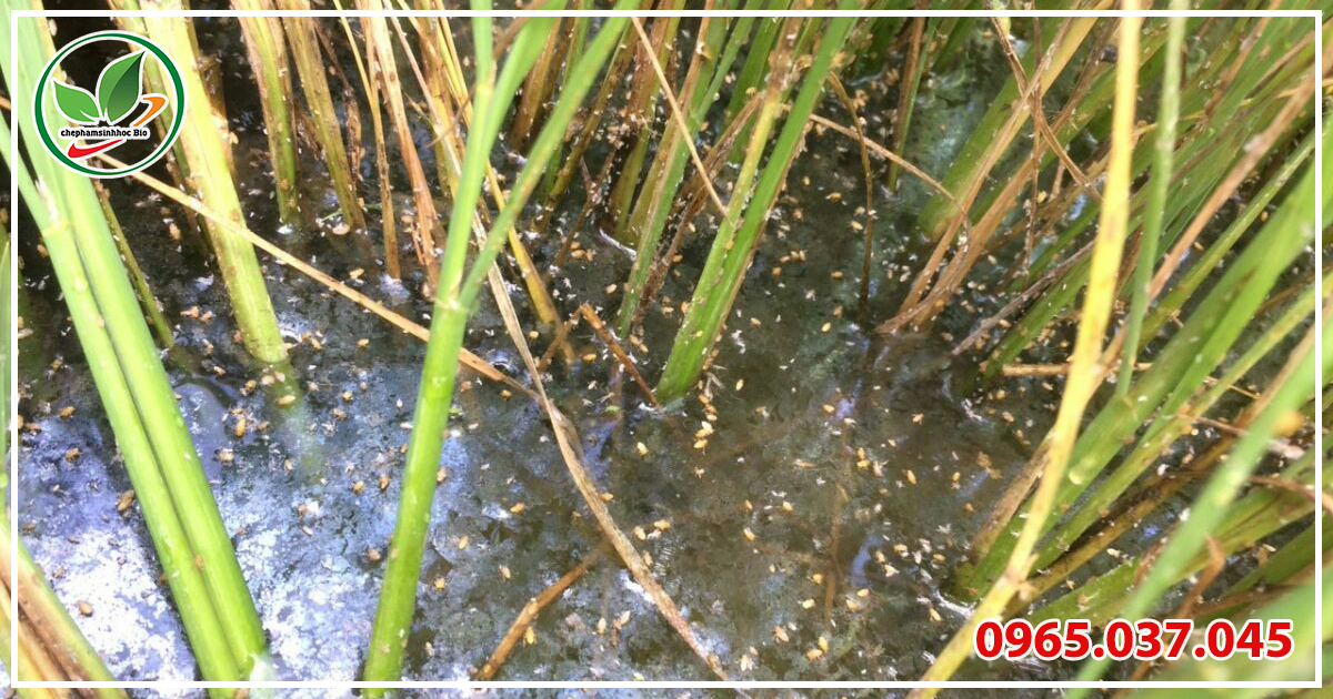 Top 5 loại thuốc trị rầy nâu hại lúa tốt nhất hiện nay